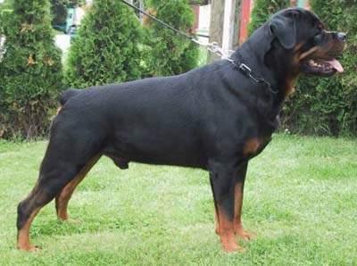 Kron vom HochKlasse | California Rottweiler Breeder | Rotts
