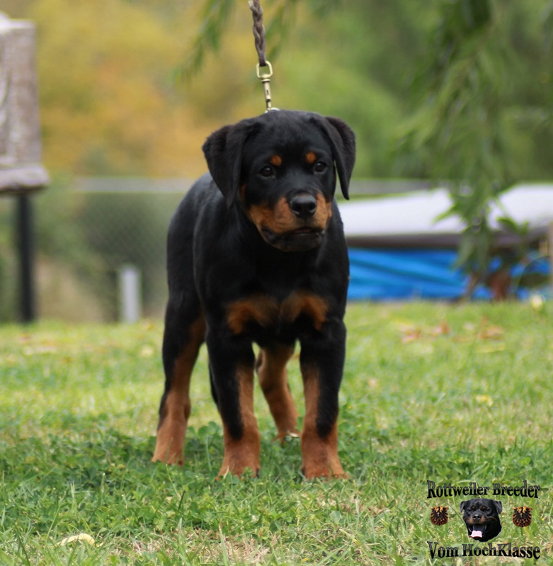 Ezusa vom Hause Fritz | California Rottweiler Breeder | Rotts