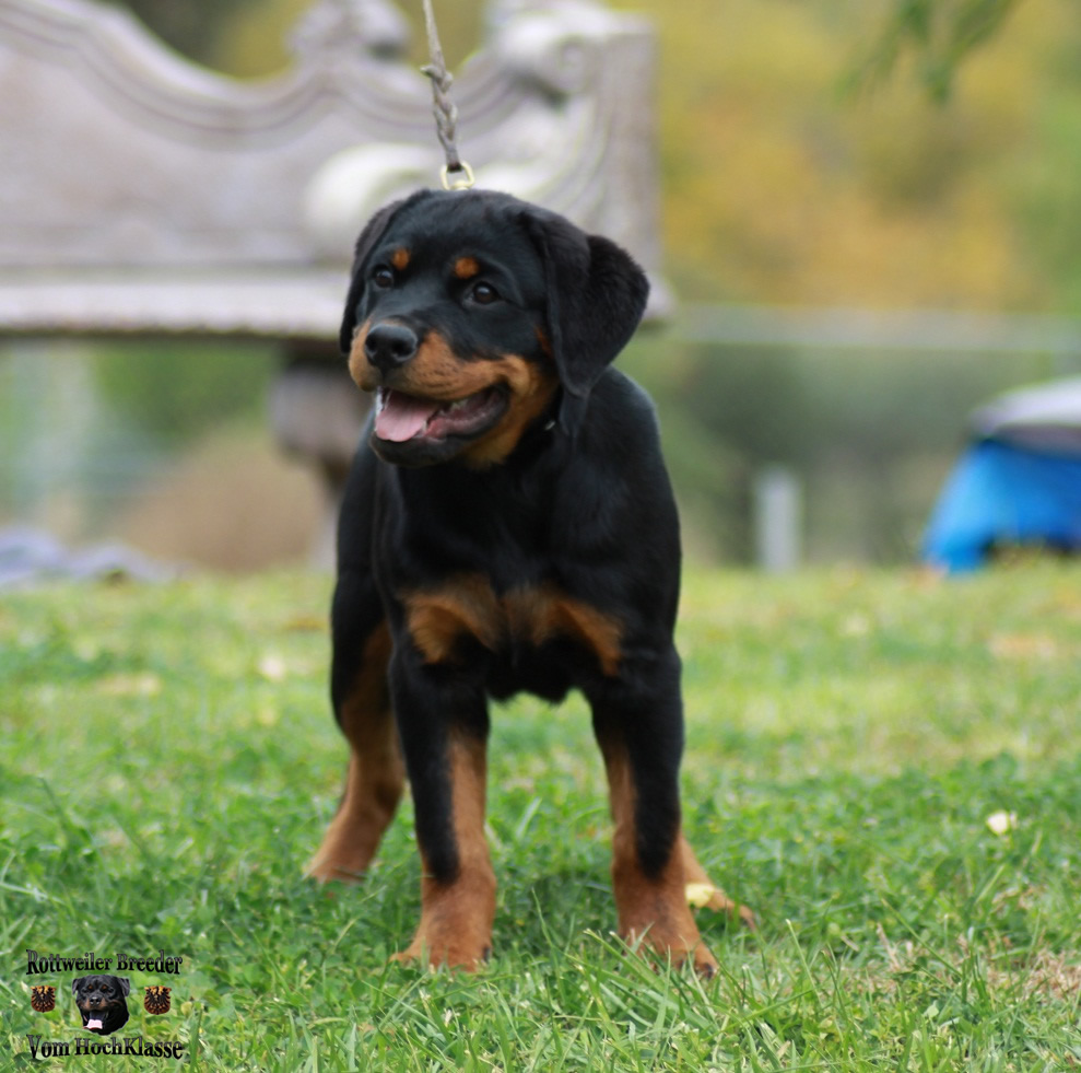 Ezusa vom Hause Fritz | California Rottweiler Breeder | Rotts