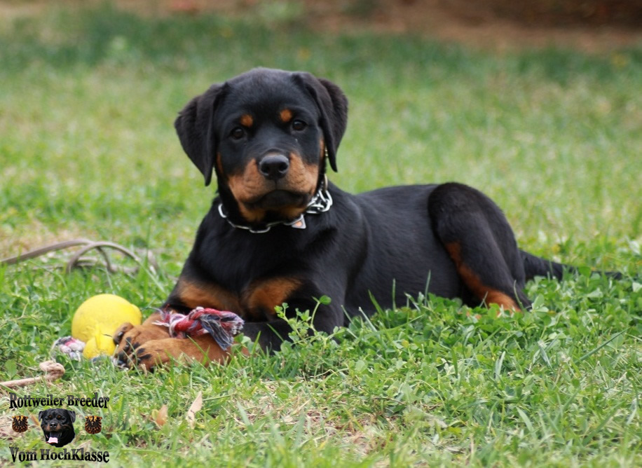 Ezusa vom Hause Fritz | California Rottweiler Breeder | Rotts
