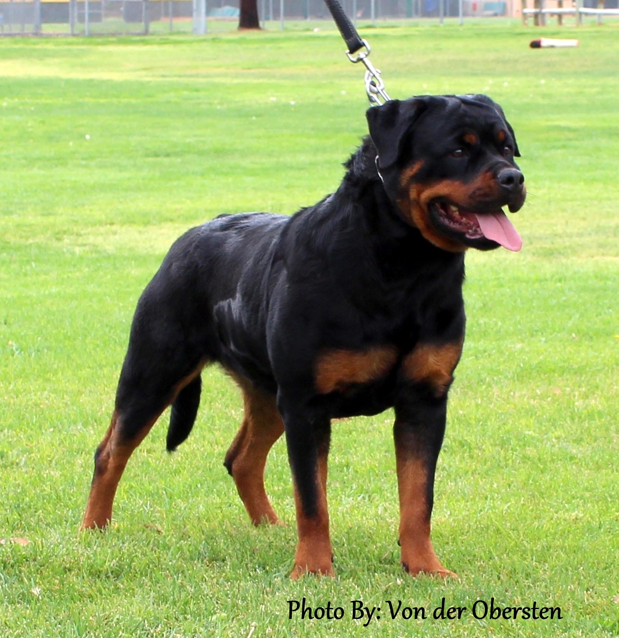 Jossy von der Obersten | California Rottweiler Breeder | Rotts