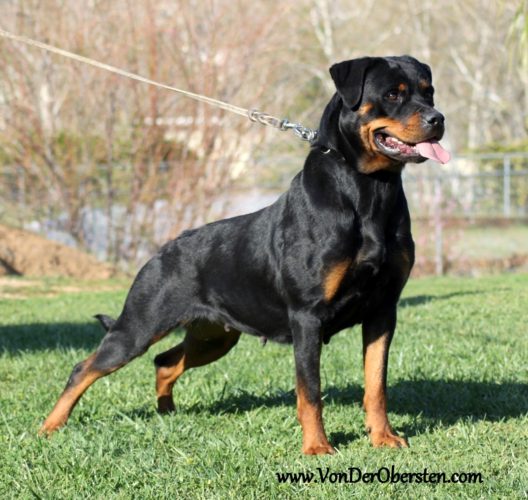 Katia vom HochKlasse | California Rottweiler Breeder | Rotts