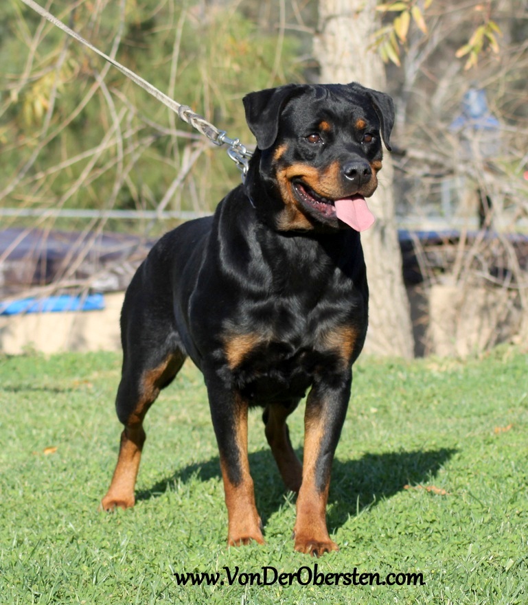 Katia vom HochKlasse | California Rottweiler Breeder | Rotts