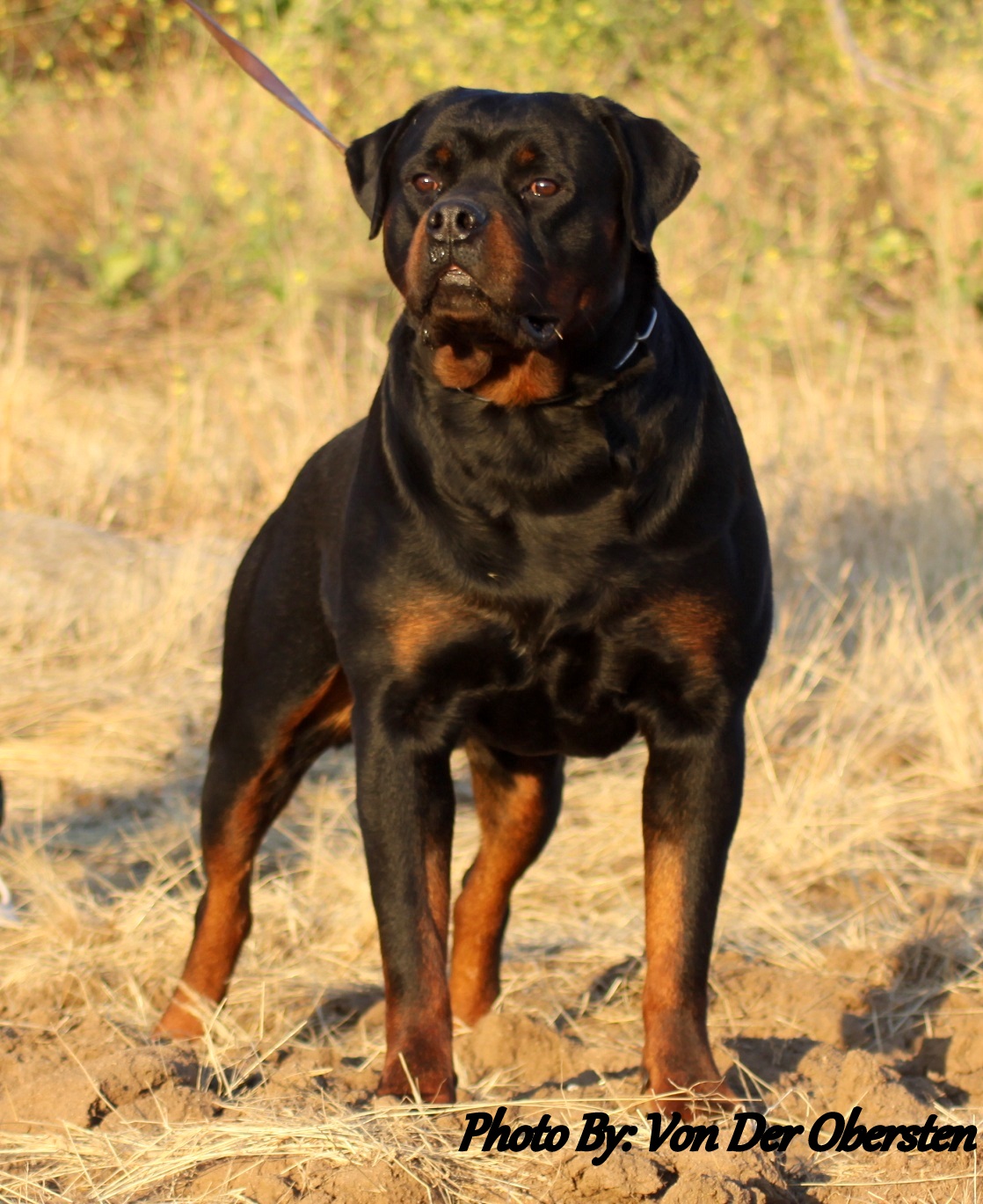Kron vom HochKlasse | California Rottweiler Breeder | Rotts