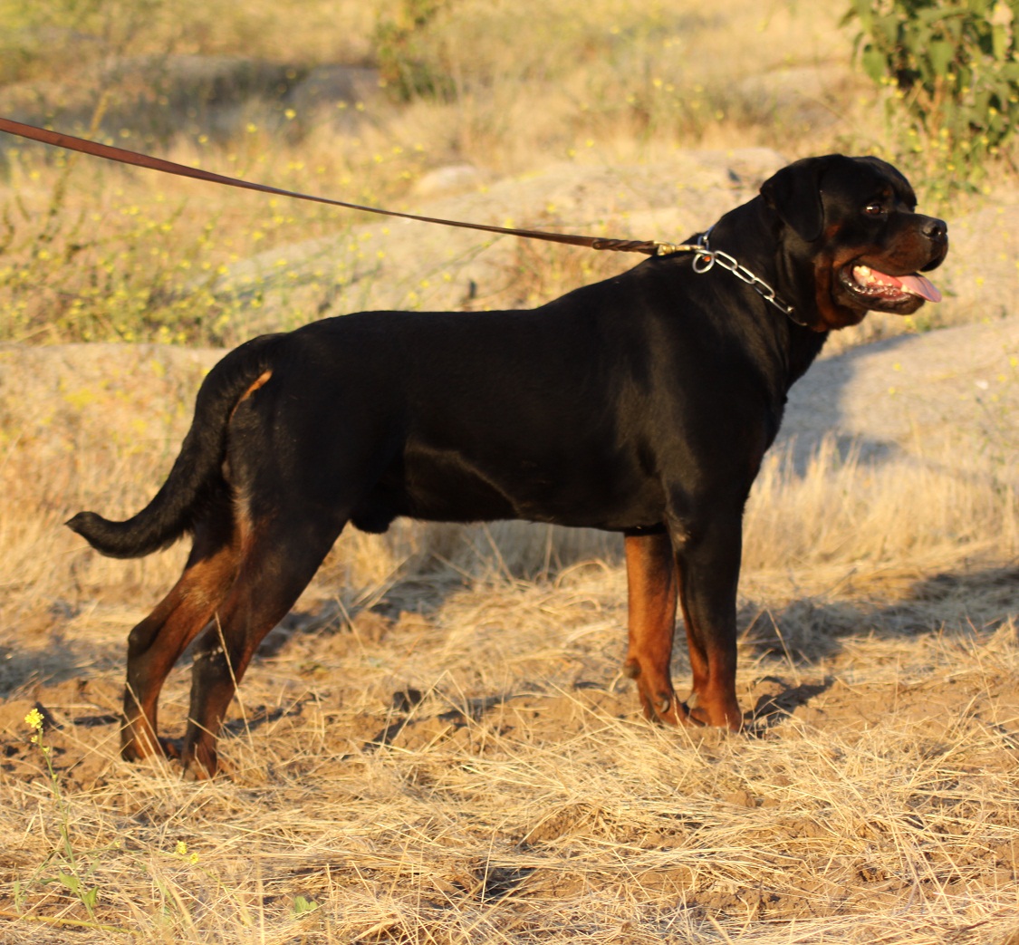 Kron vom HochKlasse | California Rottweiler Breeder | Rotts