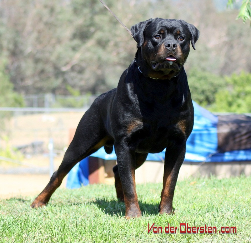 Kron vom HochKlasse | California Rottweiler Breeder | Rotts