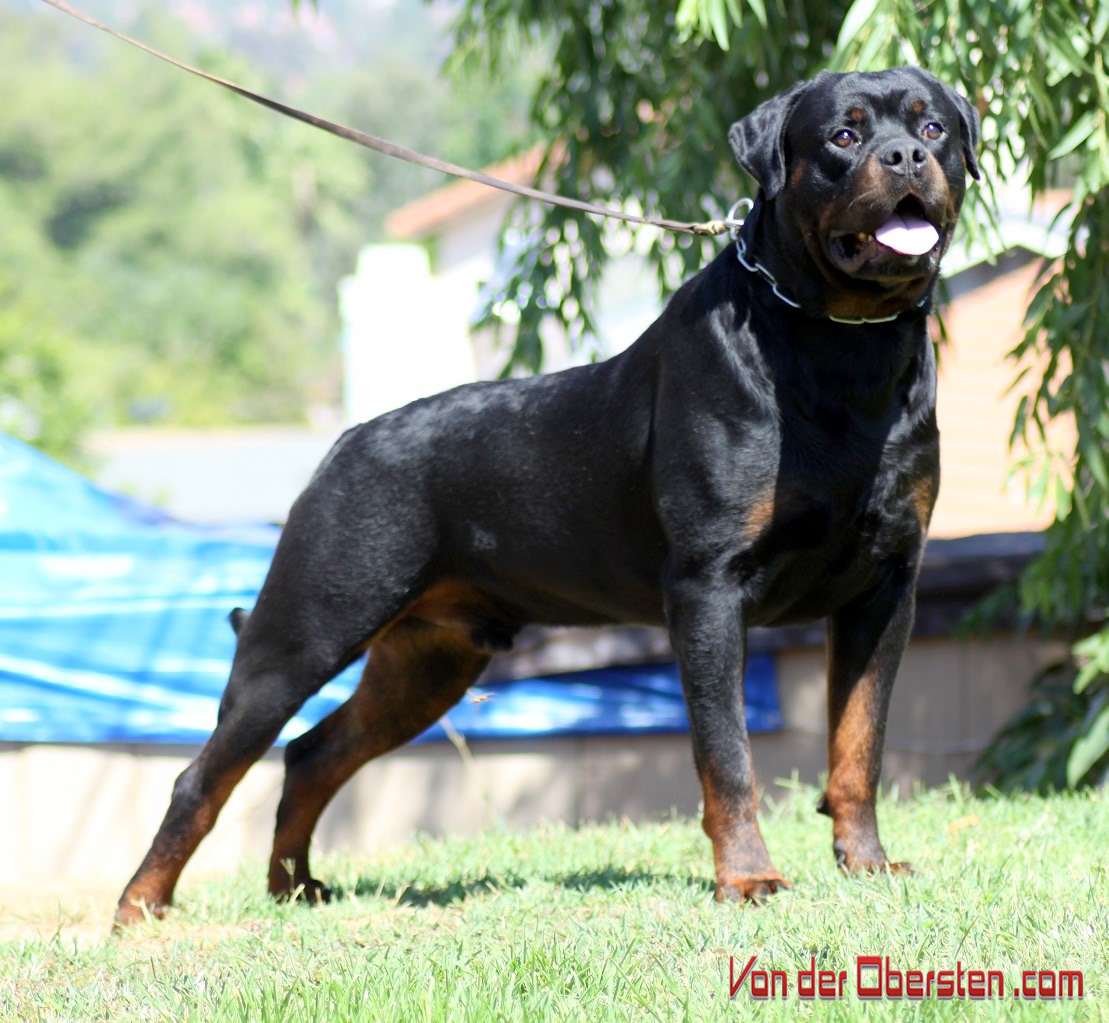 Kron vom HochKlasse | California Rottweiler Breeder | Rotts