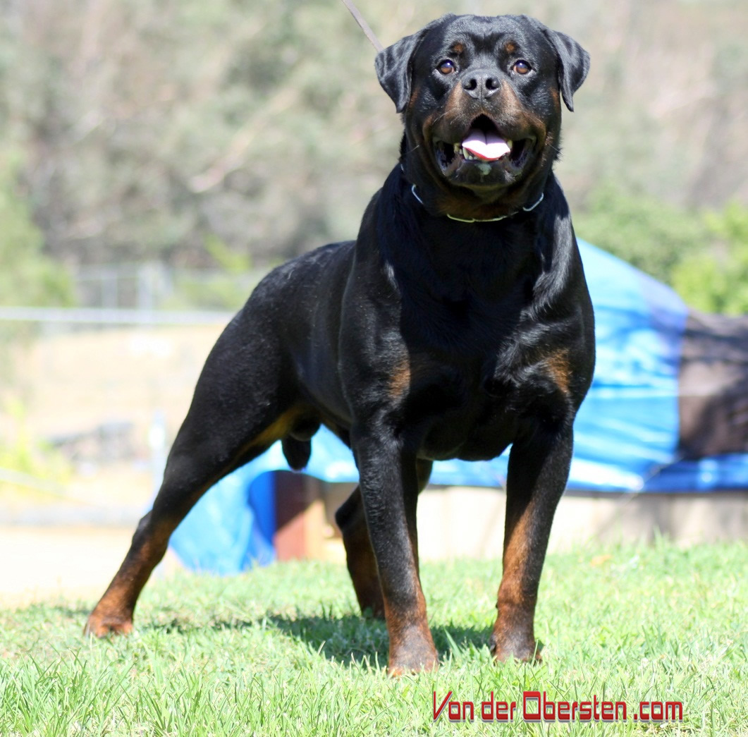 Kron vom HochKlasse | California Rottweiler Breeder | Rotts