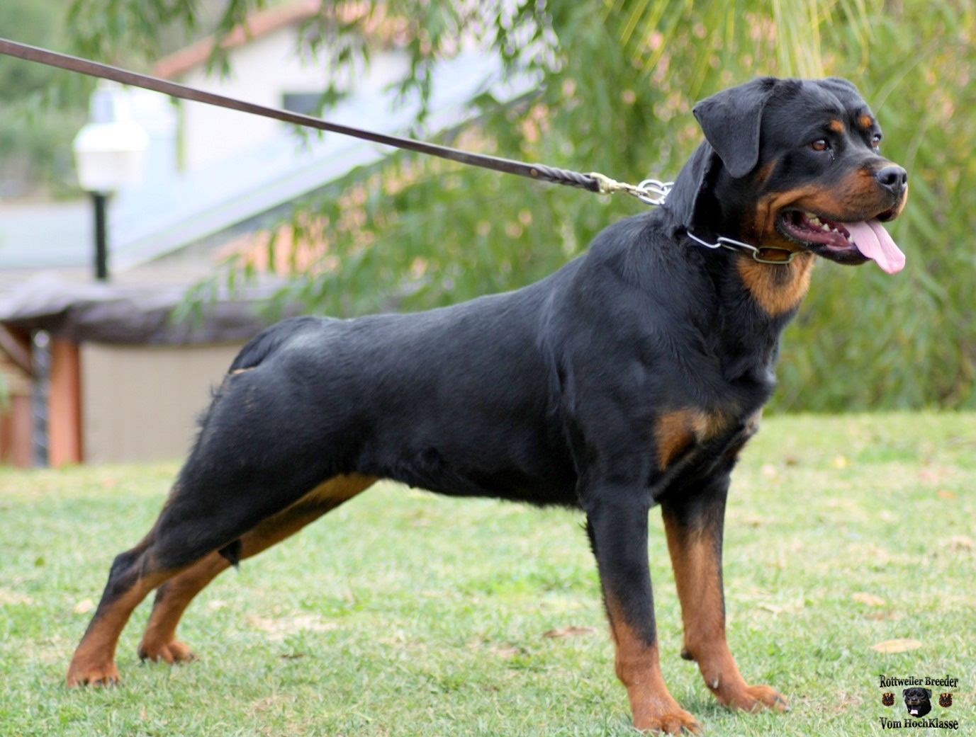 Lincey vom HochKlasse | California Rottweiler Breeder | Rotts