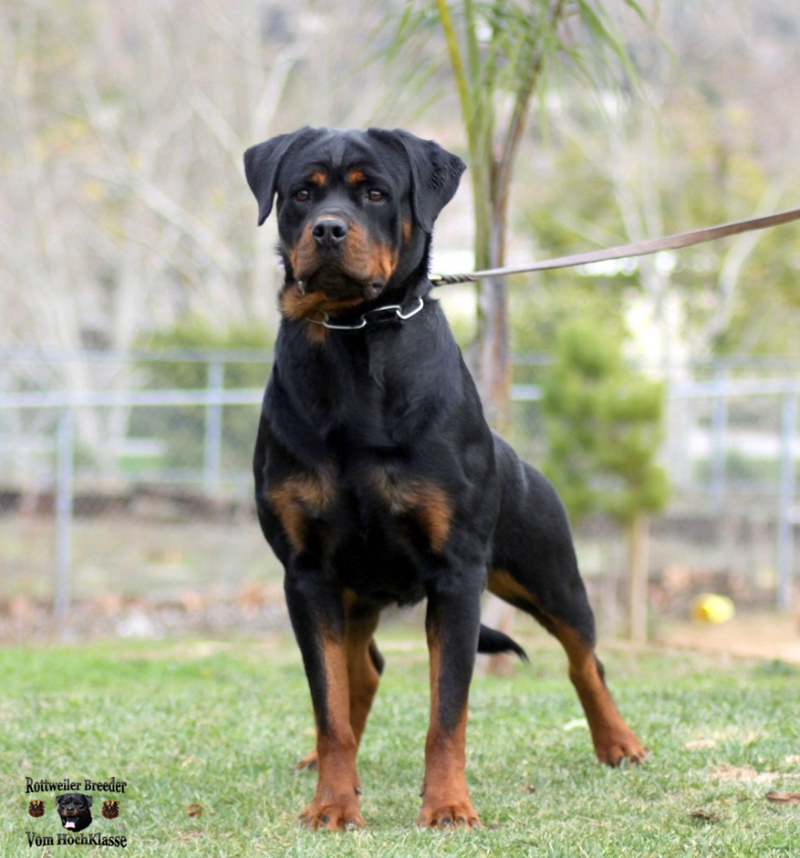 Lincey vom HochKlasse | California Rottweiler Breeder | Rotts