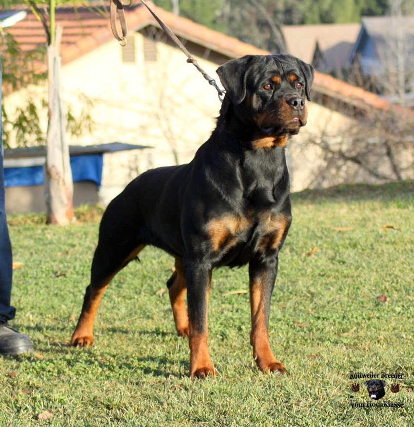 Lincey vom HochKlasse | California Rottweiler Breeder | Rotts