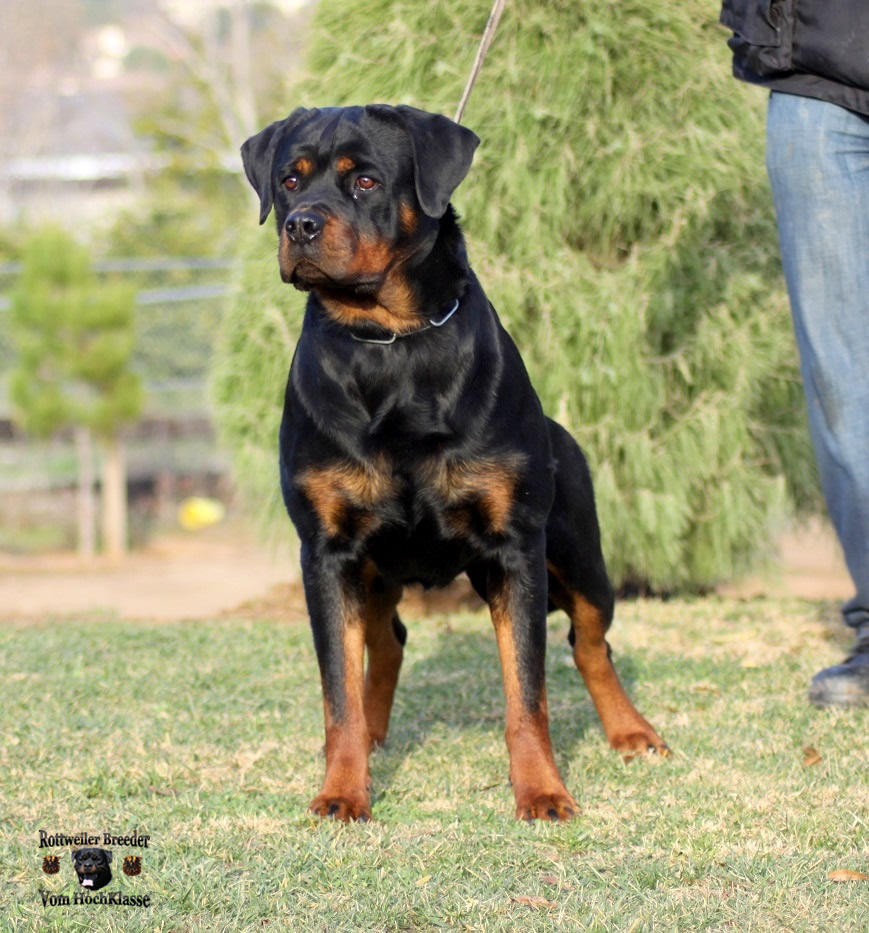 Lincey vom HochKlasse | California Rottweiler Breeder | Rotts