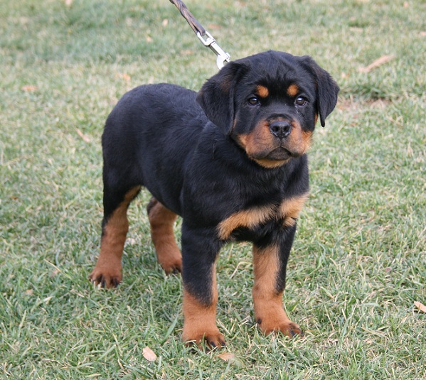 Lincey vom HochKlasse | California Rottweiler Breeder | Rotts
