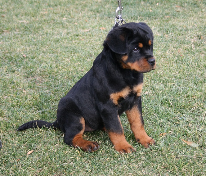 Lincey vom HochKlasse | California Rottweiler Breeder | Rotts