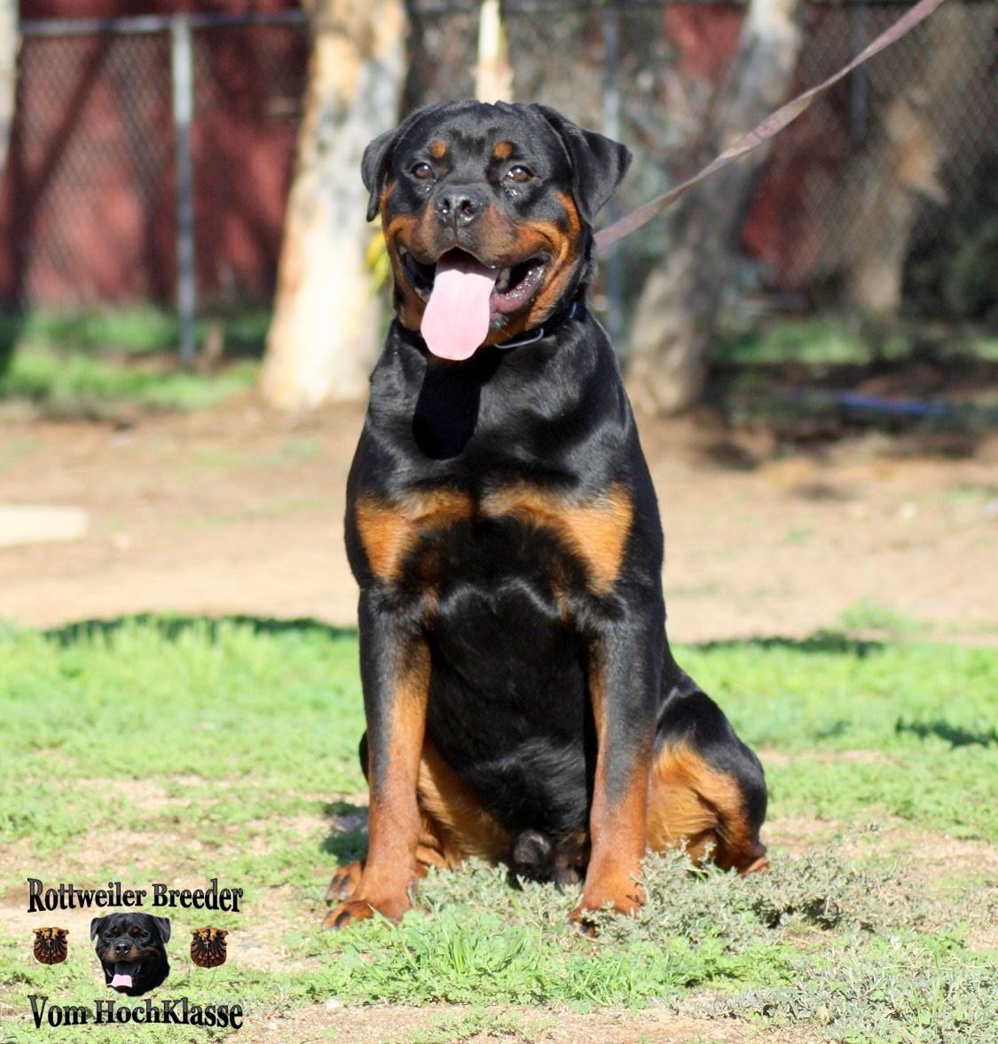 Orrendo vom HochKlasse | California Rottweiler Breeder | Rotts