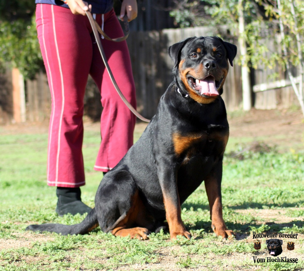 Orrendo vom HochKlasse | California Rottweiler Breeder | Rotts