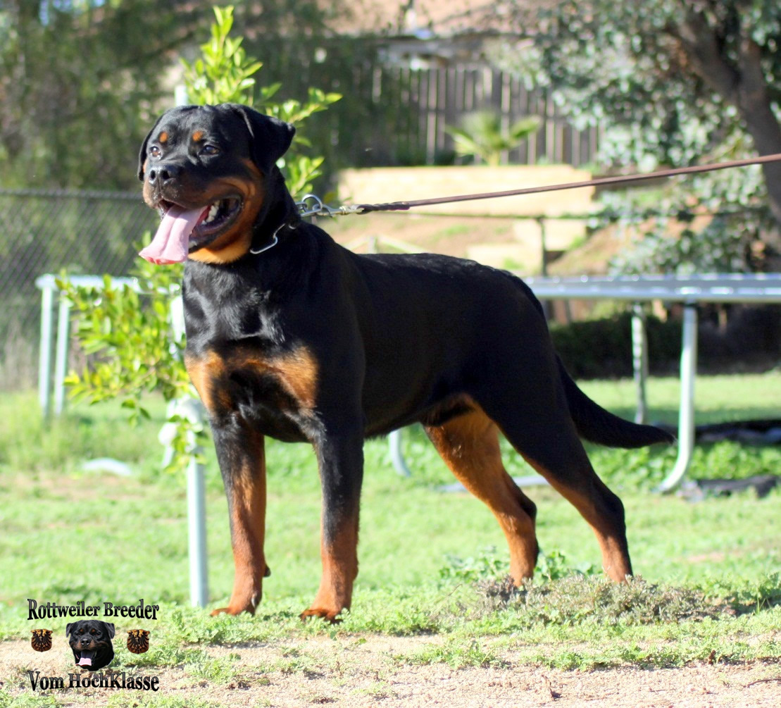 Orrendo vom HochKlasse | California Rottweiler Breeder | Rotts