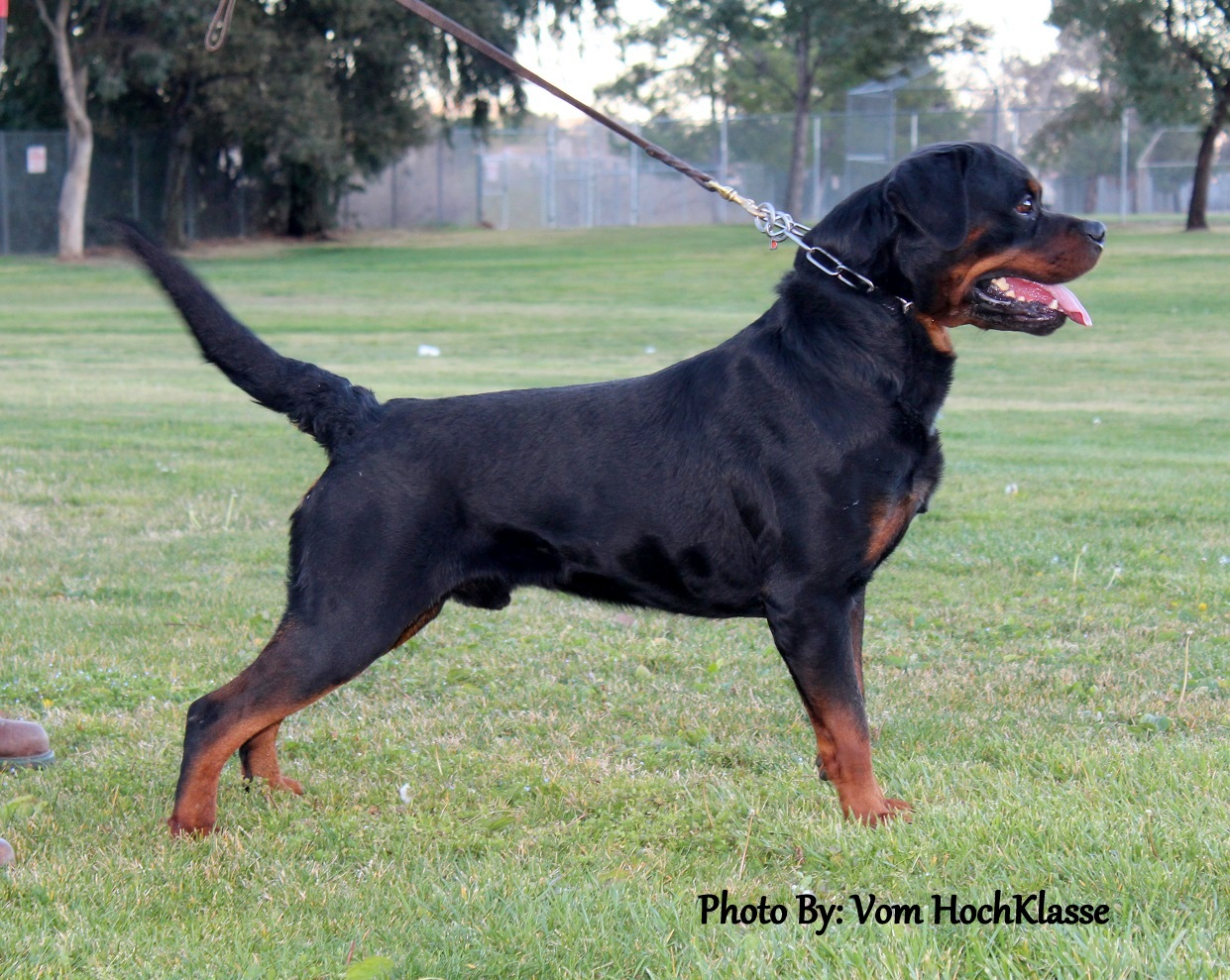 Orrendo vom HochKlasse | California Rottweiler Breeder | Rotts