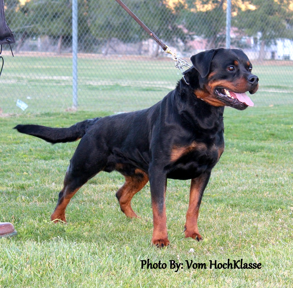 Orrendo vom HochKlasse | California Rottweiler Breeder | Rotts