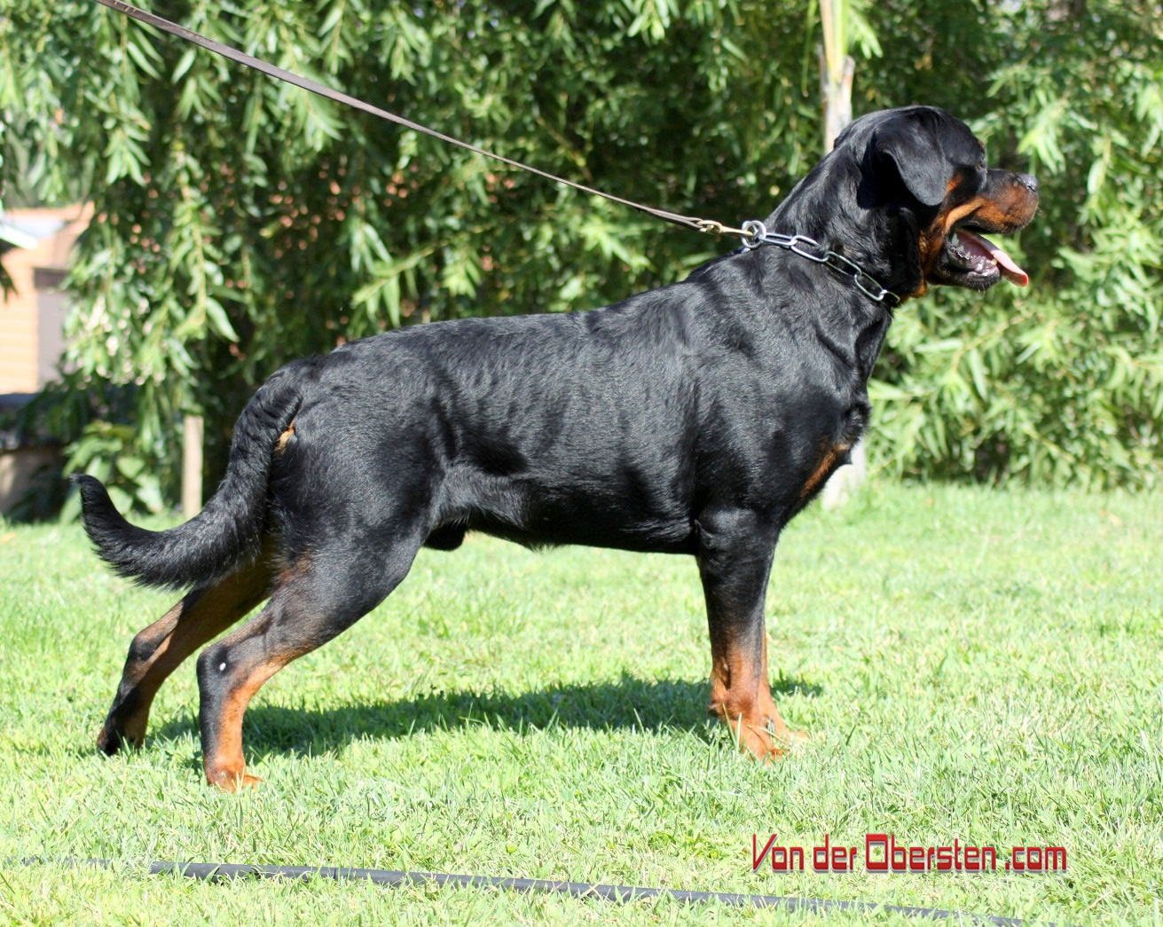 Orrendo vom HochKlasse | California Rottweiler Breeder | Rotts