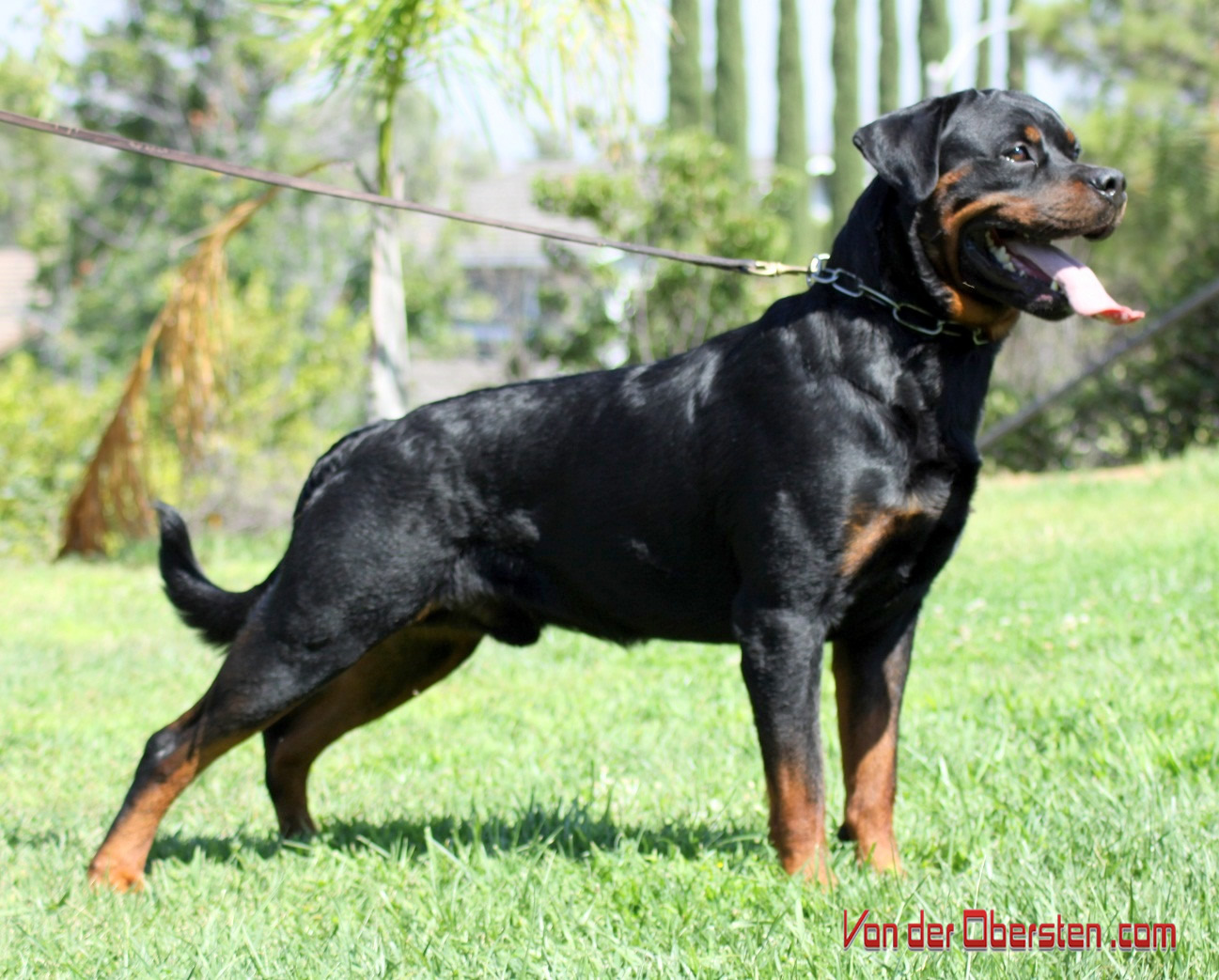 Orrendo vom HochKlasse | California Rottweiler Breeder | Rotts