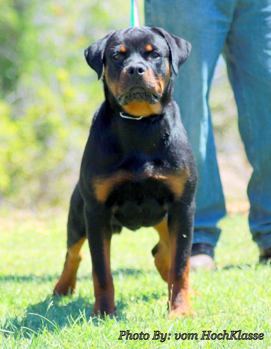 Orrendo vom HochKlasse | California Rottweiler Breeder | Rotts