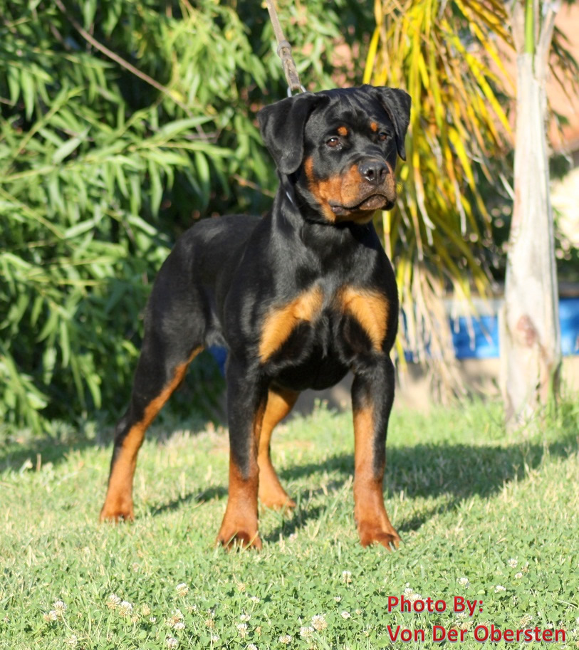 Reyna vom HochKlasse | California Rottweiler Breeder | Rotts