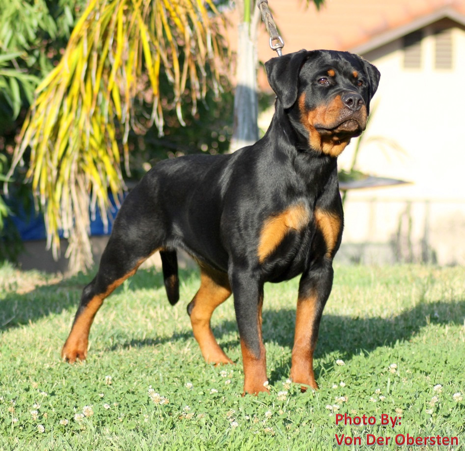 Reyna vom HochKlasse | California Rottweiler Breeder | Rotts