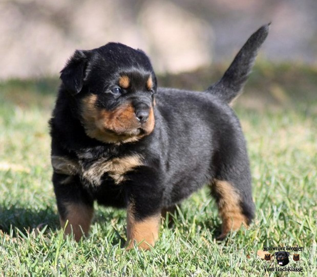Reyna vom HochKlasse | California Rottweiler Breeder | Rotts