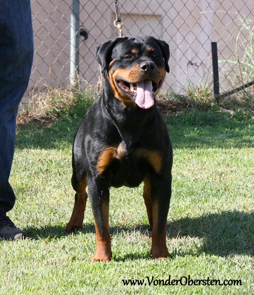 Reyna vom HochKlasse | California Rottweiler Breeder | Rotts