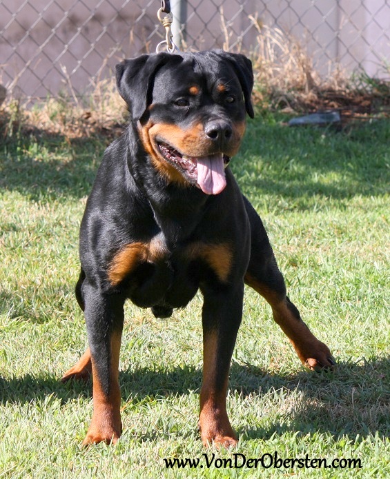 Reyna vom HochKlasse | California Rottweiler Breeder | Rotts
