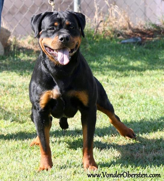 Reyna vom HochKlasse | California Rottweiler Breeder | Rotts